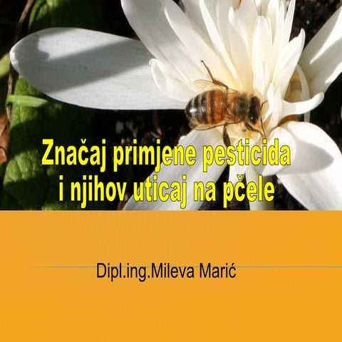 pcela.ppt za cetvrtak.pptffffffffffffffff | PPT