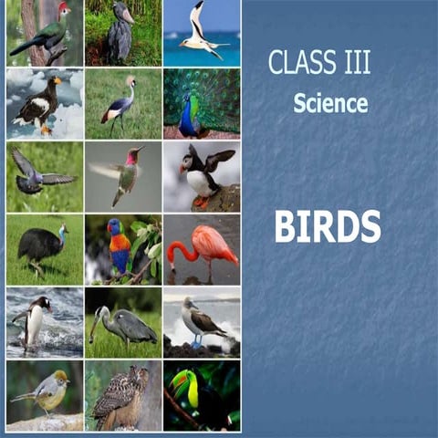 Birds_grade_3.pptx