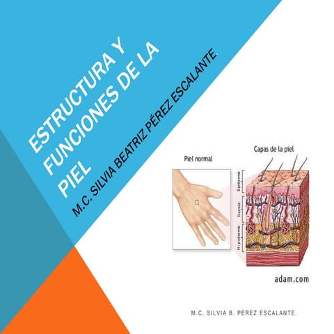 Pdf estructura y funciones de la piel. | PDF