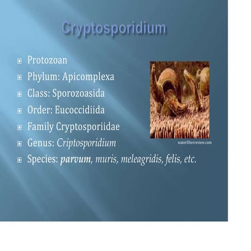 Cryptosporadium | PPT