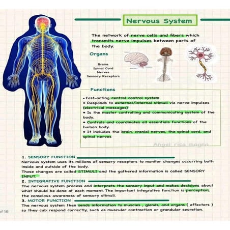 NERVOUS SYSTEM shorts note Jitendra bhargav SlideShare.com