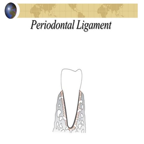 pdl.ppt periodontal ligament ppt from periodontics | PPT