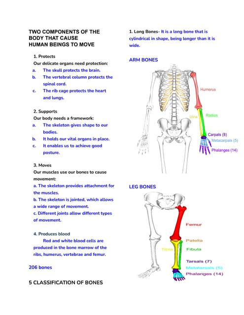 The musculoskeletal system Grade 6 | PPTX