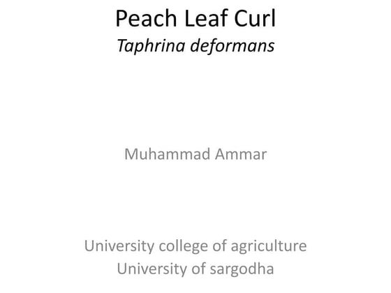 Leaf apex type | PDF | Geology | Science