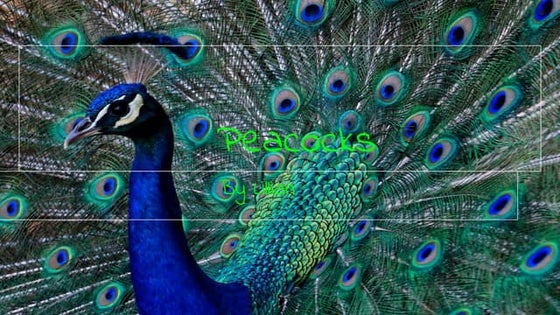 Presentation About Peacock | PPTX | Birds | Pets