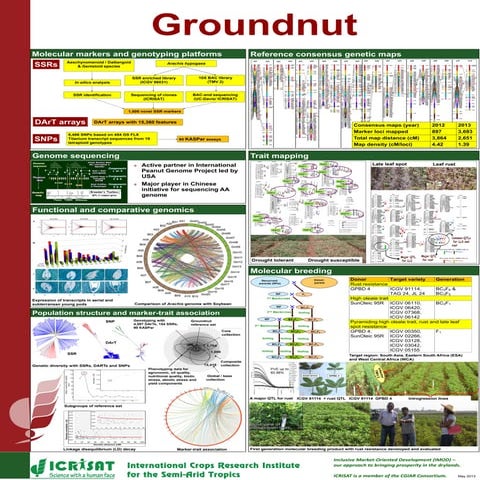 Groundnut | PDF