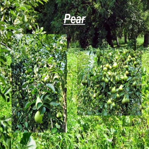 Pear | PPT