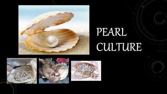 Culture of pearl oyster | PPT