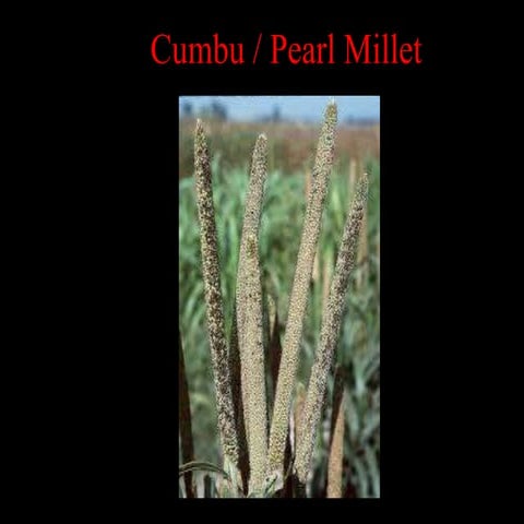 Pearlmillet -blast and finger millet.ppt