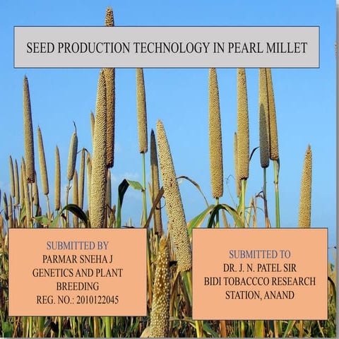 pearl millet presentation 1.pptx