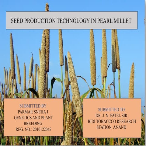 Seed production technology in pearl millet presentation .pptx