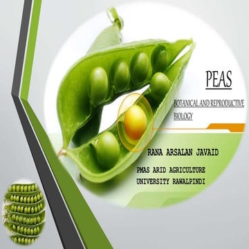 Peas (Botanical and Reproductive Biology) | PPTX