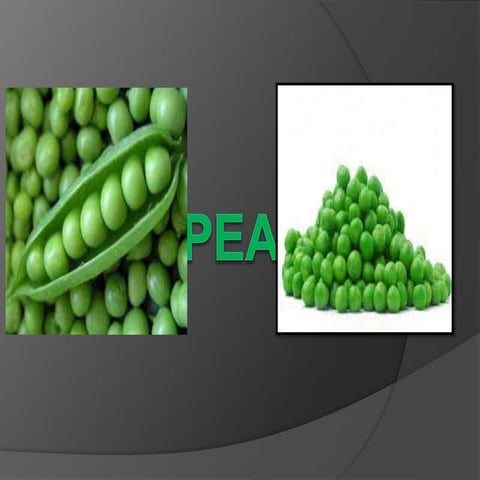 Peas Information by Ted and Angel | PPT