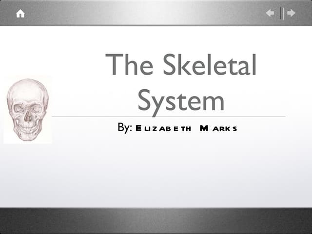 The Skeletal System | PPTX