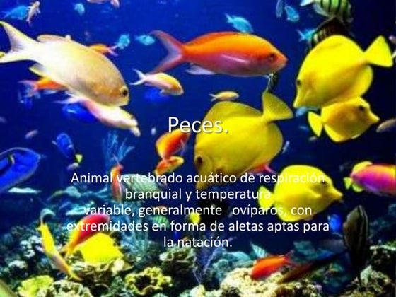 Clasificacion de los peces | PDF