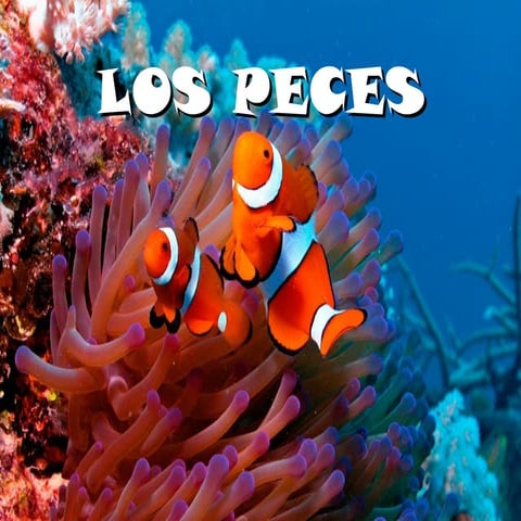 Peces | PPT
