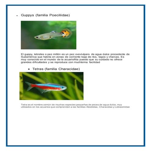 Especies de peces ornamentales de agua dulce | DOCX