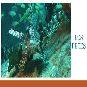 Presentación de los peces para niños de 2° Básico | PPTX