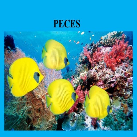 Diapositiva acerca de distintos tipos de peces | PPSX