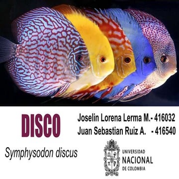 Peces disco | PPTX | Fish and Aquariums | Pets