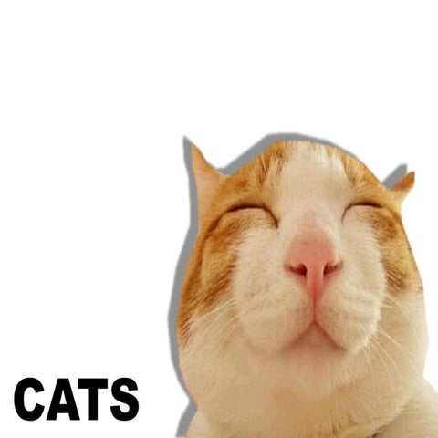 Why I Love Cats Meow | PPTX