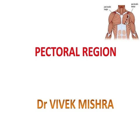 pectoral_region-.ppt