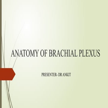 Brachial Plexus Anatomy | PPTX