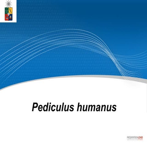 Pediculus humanus | PPT