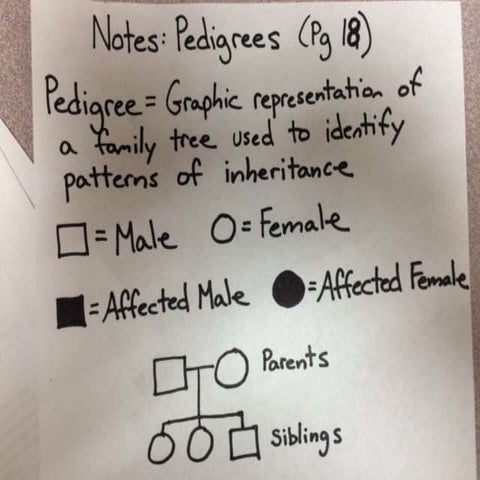 Pedigree notes | PPT