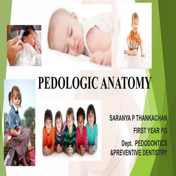 Pedologic Anatomy | PPTX