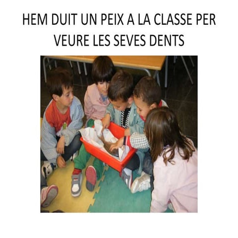 Gat I Peix Lletra | PPT