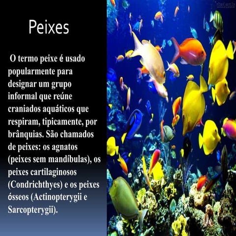 Peixes | PPTX