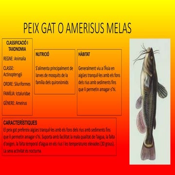 Peix gat | PPTX