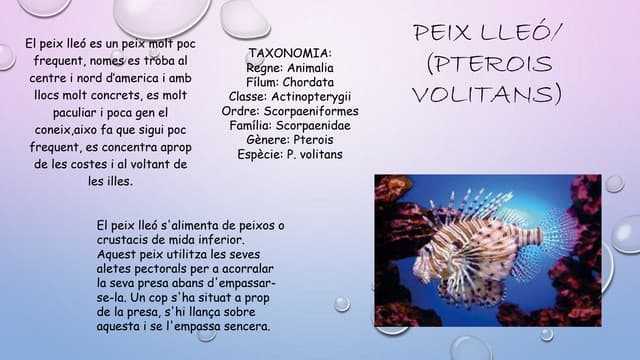 Peix manta | PPTX