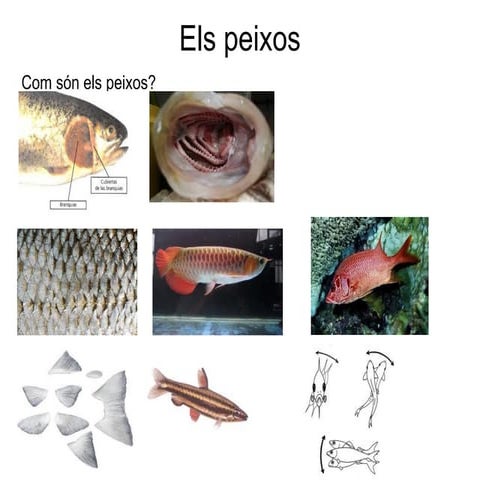 Peixos | ODP