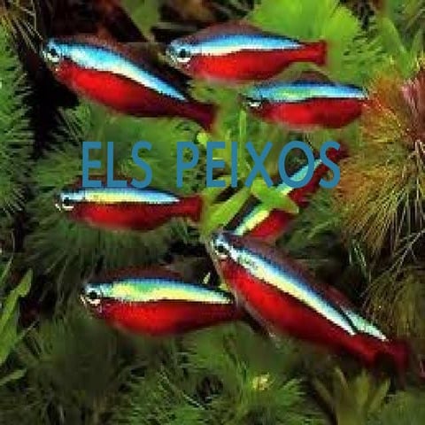Peixos | PPT