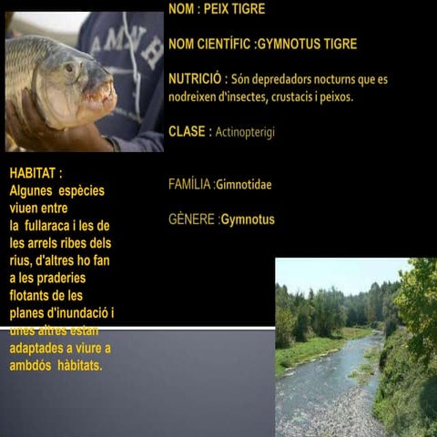 Peix tigre | PPTX