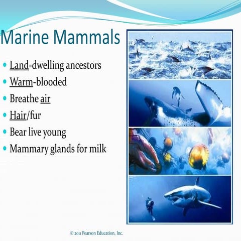 Pelagic Marine Mammals | PPTX | Hunting and Shooting | Sports