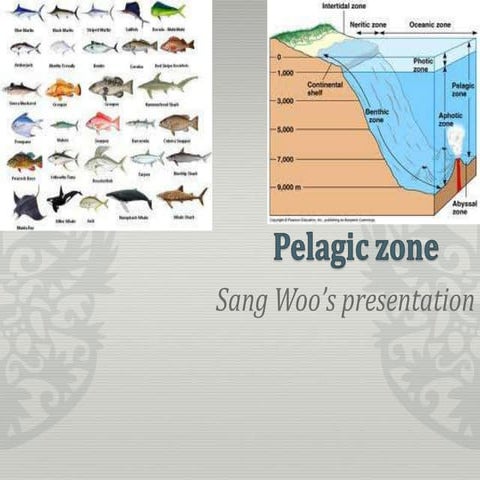 Pelagic zone | PPTX