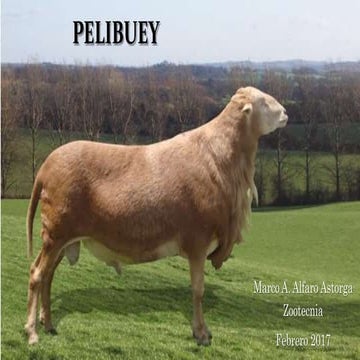 Raza Pelibuey Ovinos | PPTX