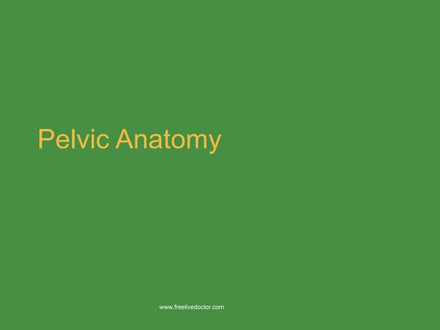 Vessels of the pelvis | PDF