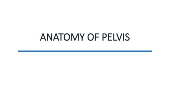 Pelvic Floor Anatomy | PPT