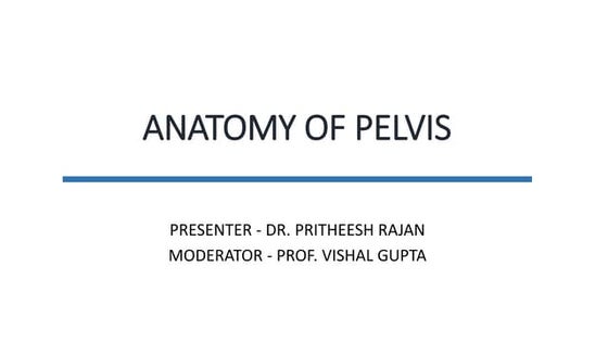 Pelvic Floor Anatomy | PPT