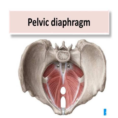 Pelvic diaphargm | PPTX