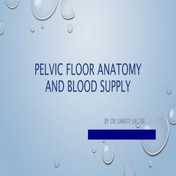 Pelvic floor anatomy and blood supply.pptx