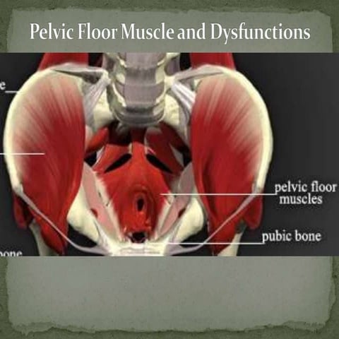 Pelvic floor muscle and dysfunctions | PPTX