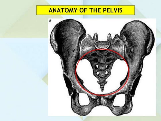 Pelvic Floor Anatomy | PPT