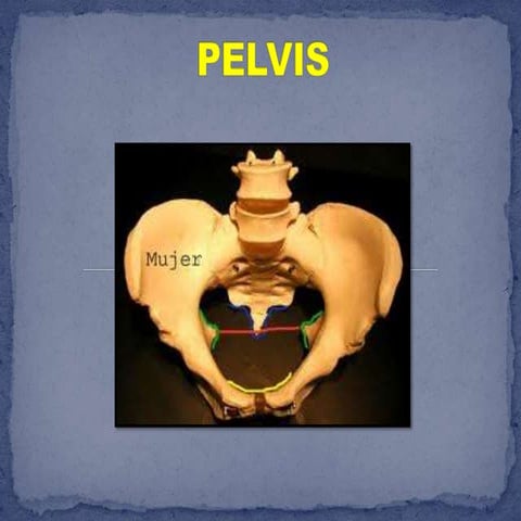 PELVIMETRÍA PELVIS VERDADERA. ANATOMÍA DE PELVIS | PPTX