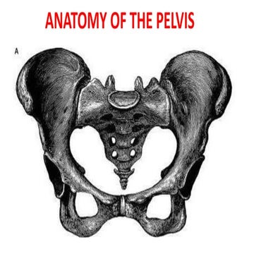 pelvis anotamy lecture mbbs student -1.pptx
