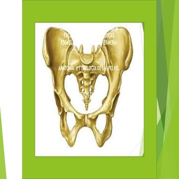 Anatomía de la pelvis femenina (Obstetricia) | PPTX